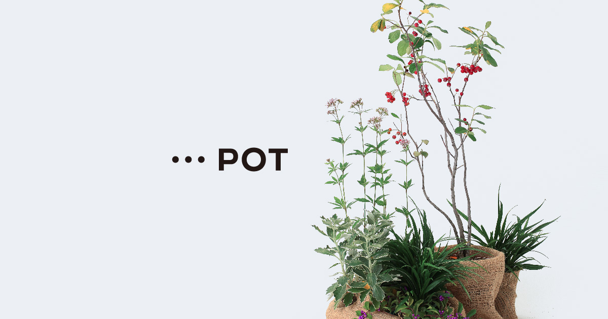 植物の感じる光（光合成） | POT – PLANTS AND LANDSCAPE （合同会社パワーオフタックル）